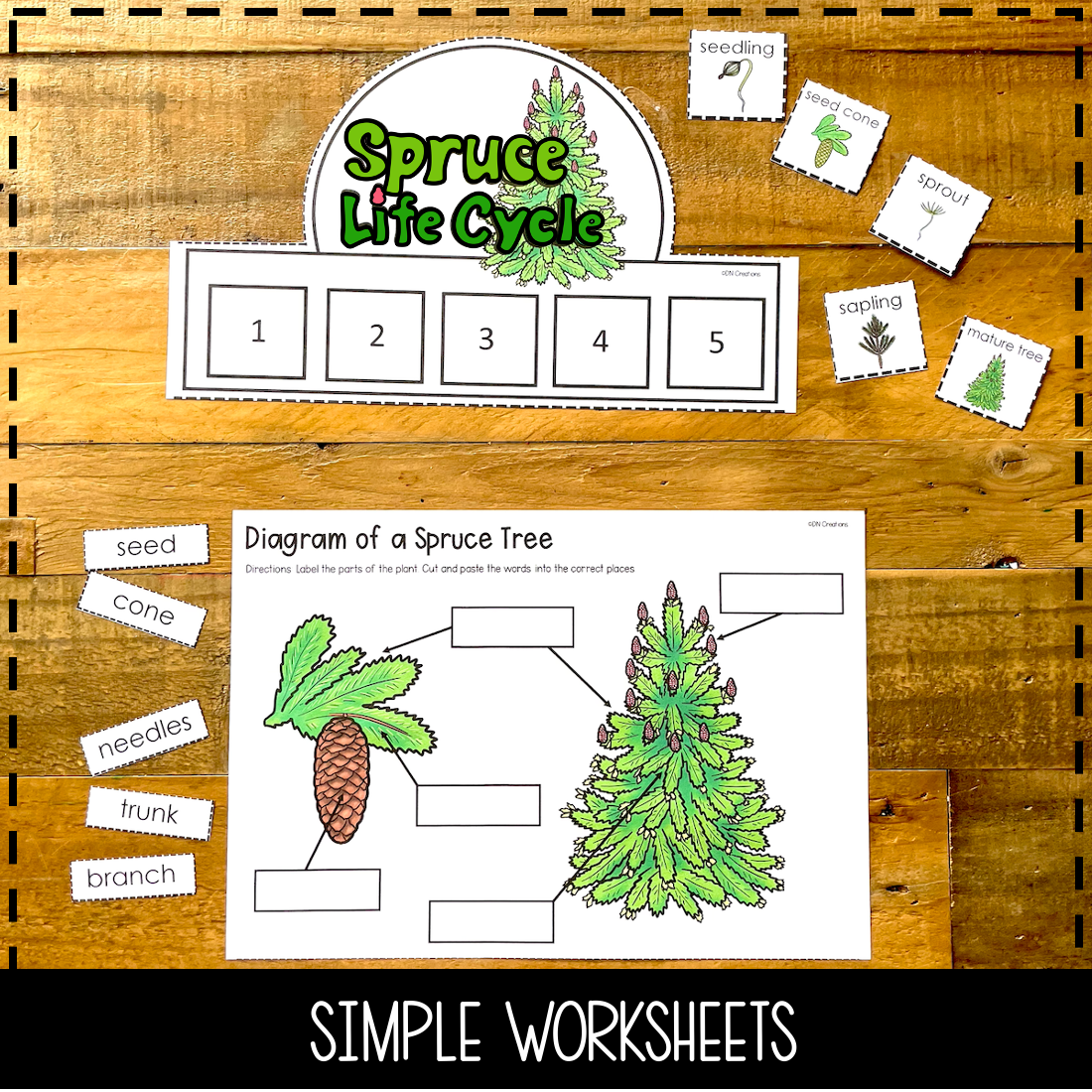 Send HOME Science Spruce Tree Life Cycle | Christmas Tree Lifecycle ...