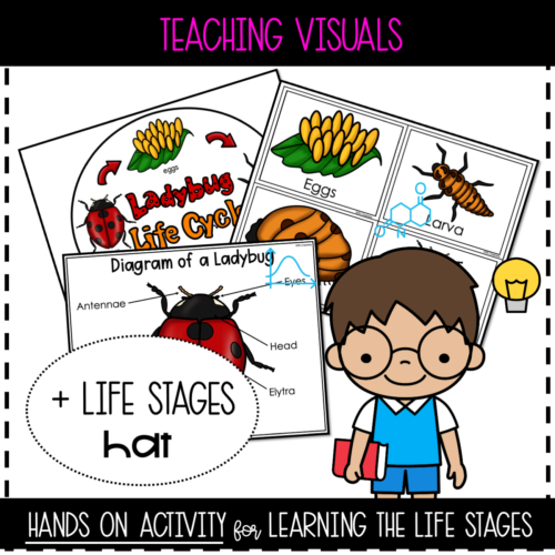 Send HOME Science Ladybug Life Cycle l All about Ladybugs l Insect ...