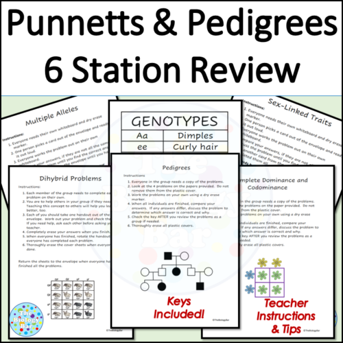 Genetics Punnett Squares and Pedigrees Station Review | Made By Teachers