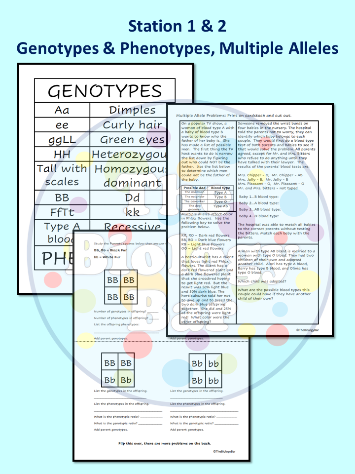 Genetics Punnett Squares and Pedigrees Station Review | Made By Teachers