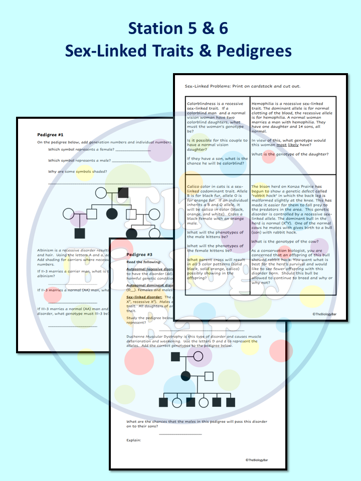 Genetics Punnett Squares and Pedigrees Station Review | Made By Teachers