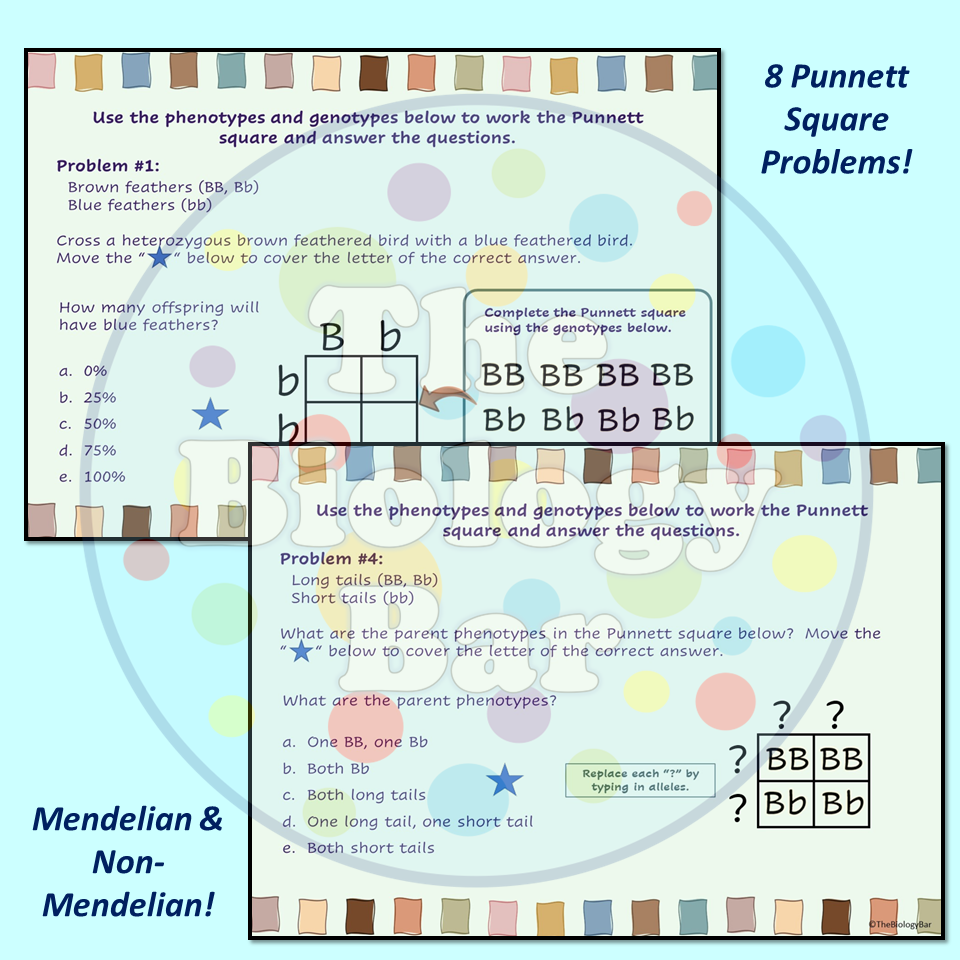 Genetics Punnett Squares Interactive PowerPoint | Made By Teachers