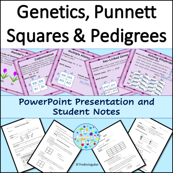 Genetics Punnett Squares and Pedigrees Notes | Made By Teachers