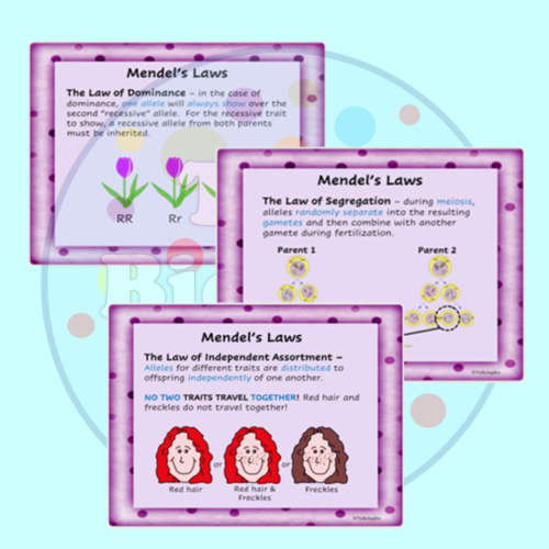 Genetics Punnett Squares and Pedigrees Notes | Made By Teachers