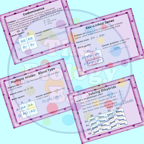 Genetics Punnett Squares and Pedigrees Notes | Made By Teachers