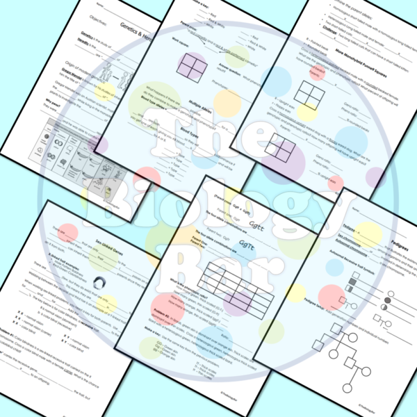 Genetics Punnett Squares and Pedigrees Notes | Made By Teachers