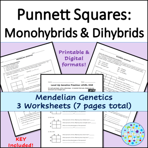 Mendelian Genetics Worksheets | Made By Teachers