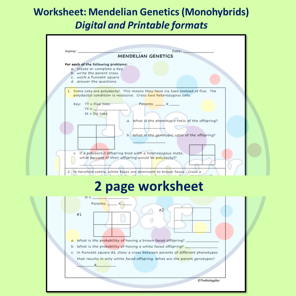 Mendelian Genetics Worksheets | Made By Teachers