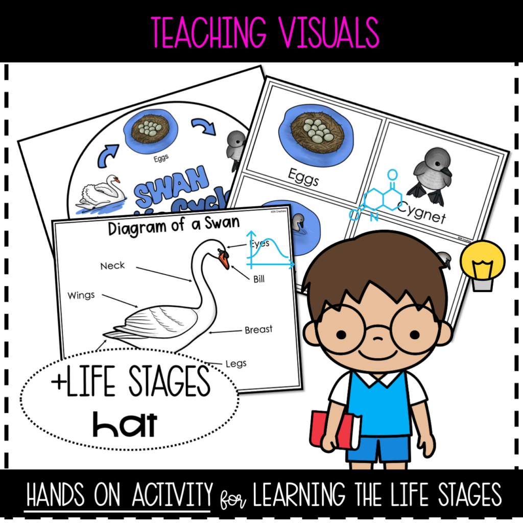 Send HOME Science Swan Life Cycle l All about Swans l Swan Unit | Made ...