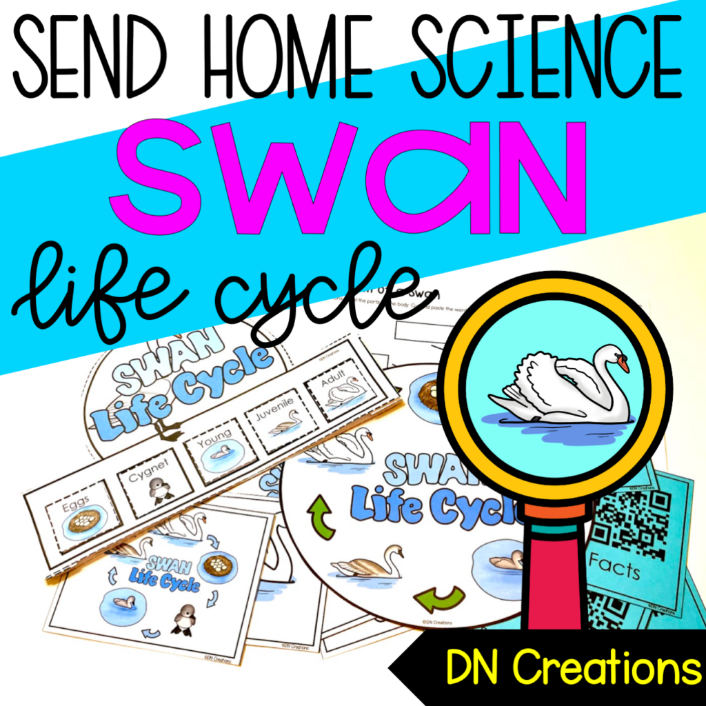 Send HOME Science Swan Life Cycle l All about Swans l Swan Unit | Made ...