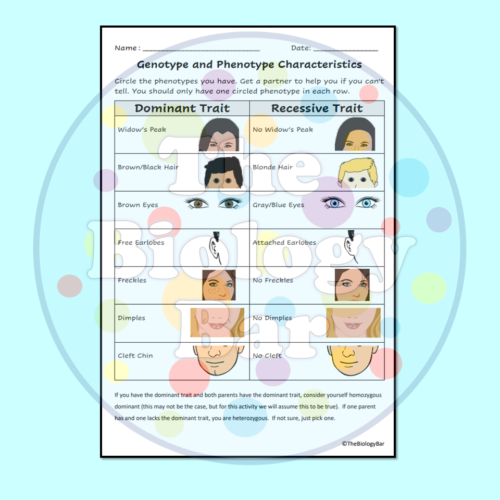 Punnett Squares Using Student's Own Traits Printable and Digital | Made ...
