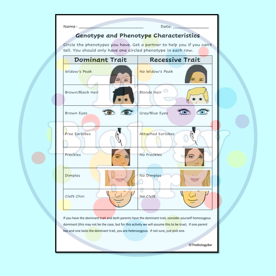 Punnett Squares Using Student's Own Traits Printable and Digital | Made ...