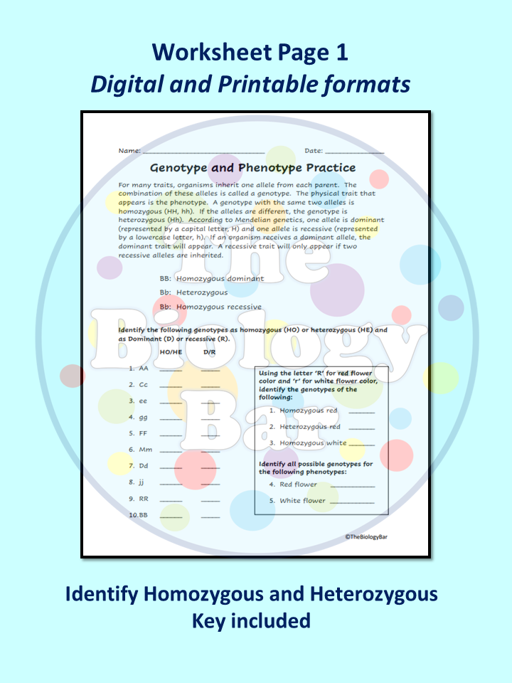 Genotypes and Phenotypes Genetics Worksheet | Made By Teachers