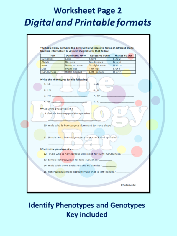 Genotypes and Phenotypes Genetics Worksheet | Made By Teachers