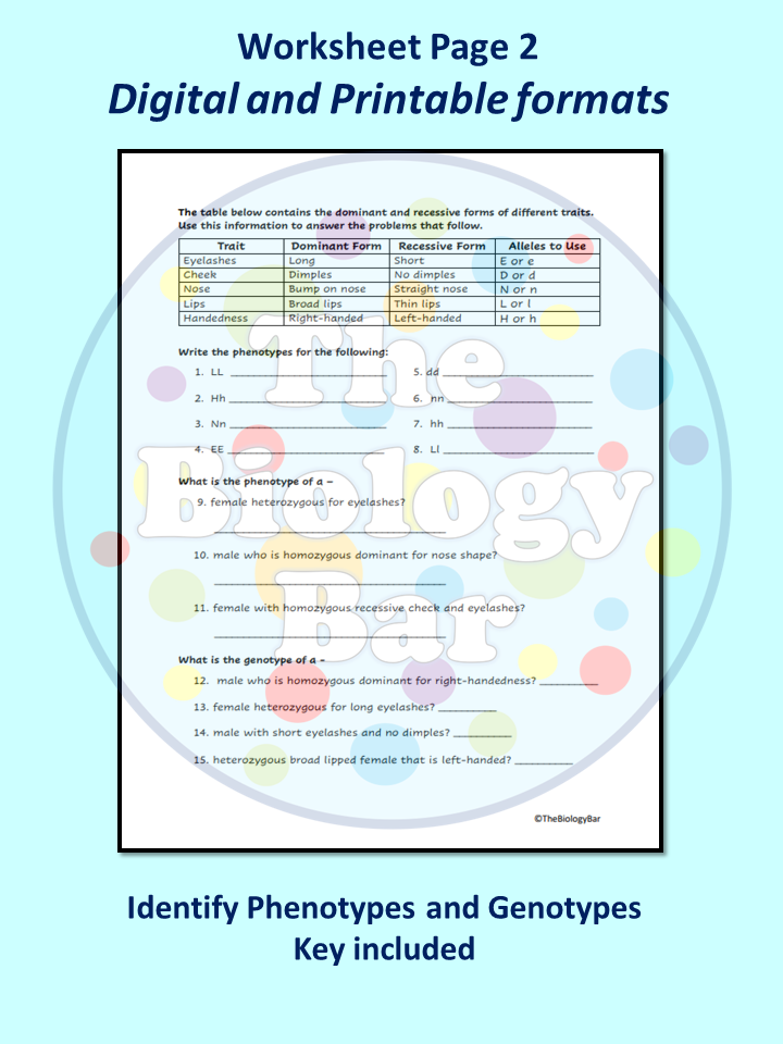 Genotypes and Phenotypes Genetics Worksheet | Made By Teachers