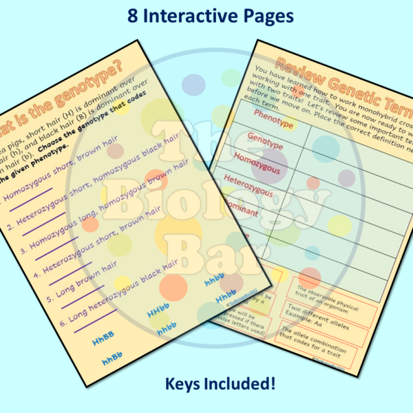 Dihybrid Punnett Squares Introduction Interactive PPT | Made By Teachers