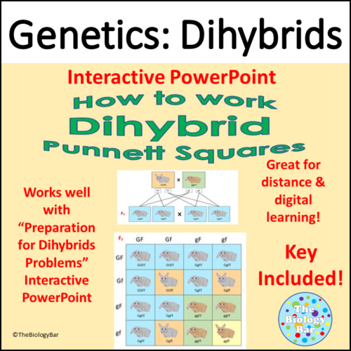 Dihybrid Punnett Squares Instructions Interactive PPT | Made By Teachers