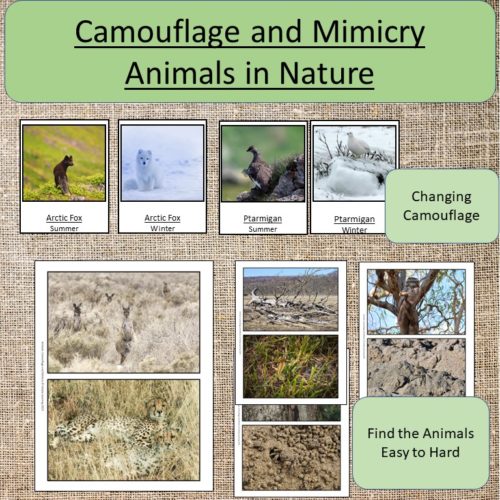 Animals: Camouflage and Mimicry Nature Study Science | Made By Teachers