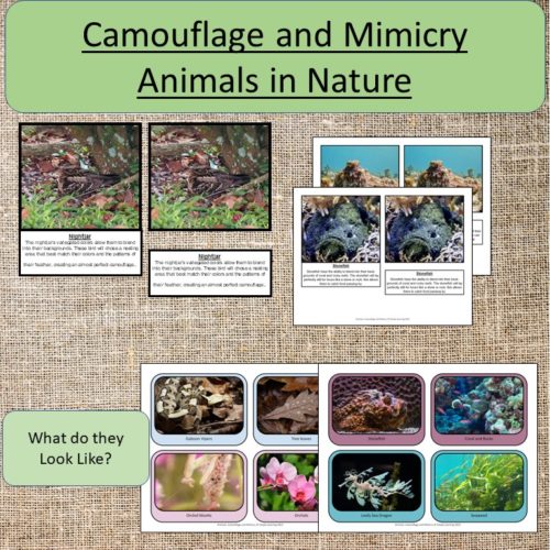 Animals: Camouflage and Mimicry Nature Study Science | Made By Teachers