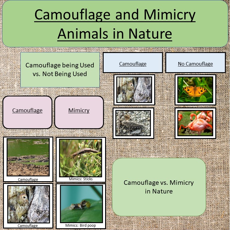 Animals: Camouflage and Mimicry Nature Study Science | Made By Teachers