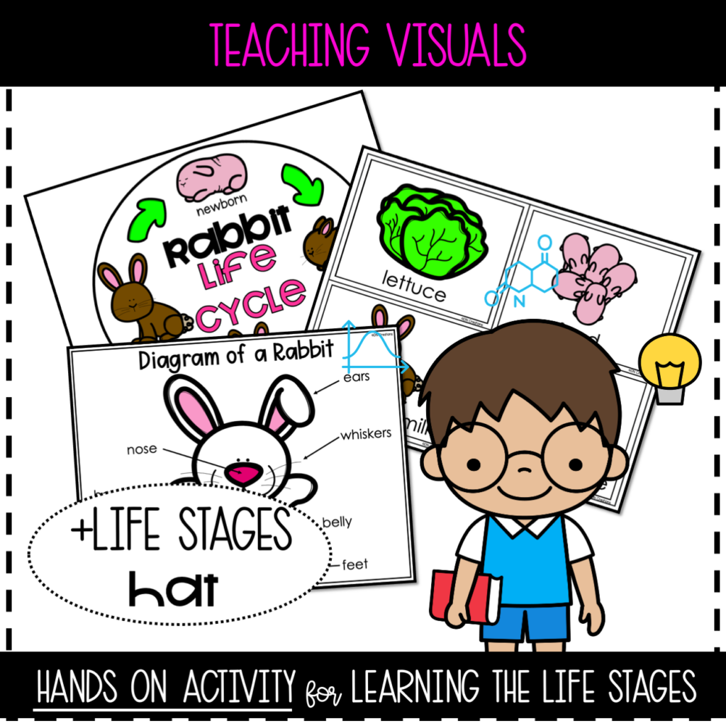 Send HOME Science RABBIT Life Cycle l All about Rabbits l Easter ...