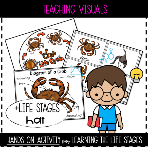 Send HOME Science Crab Life Cycle l All about Crabs l Invertebrate Unit ...