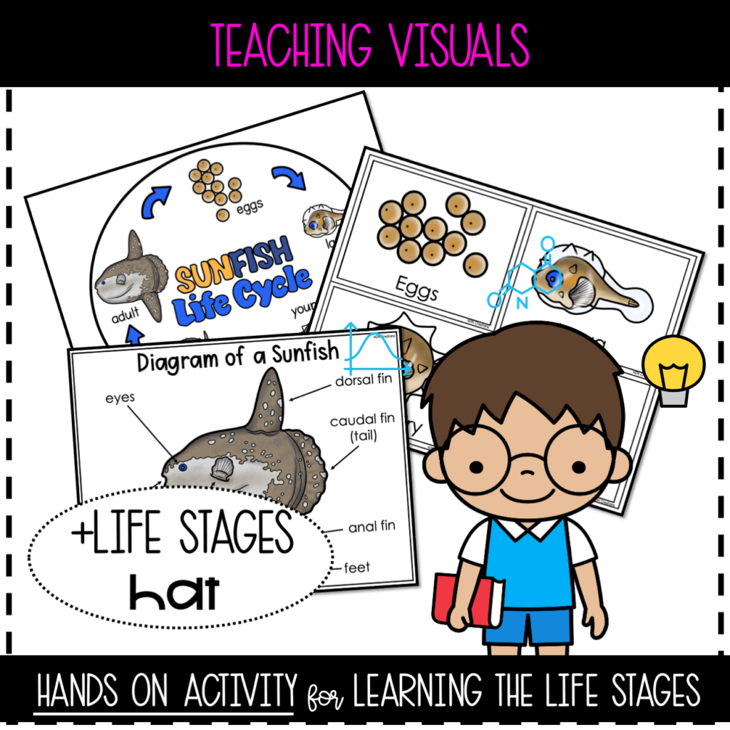 Send HOME Science SUNFISH Life Cycle l All about Sunfish l Fish ...