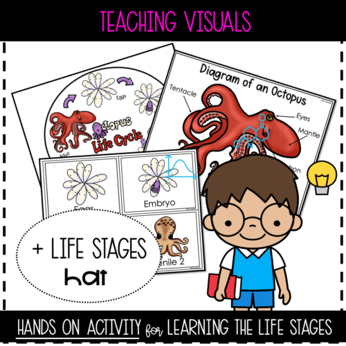 Send HOME Science Octopus Life Cycle l All about Octopus l Ocean Animal ...