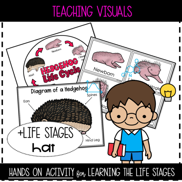 Send HOME Science Hedgehog Life Cycle l All about Hedgehogs l Hedgehog ...