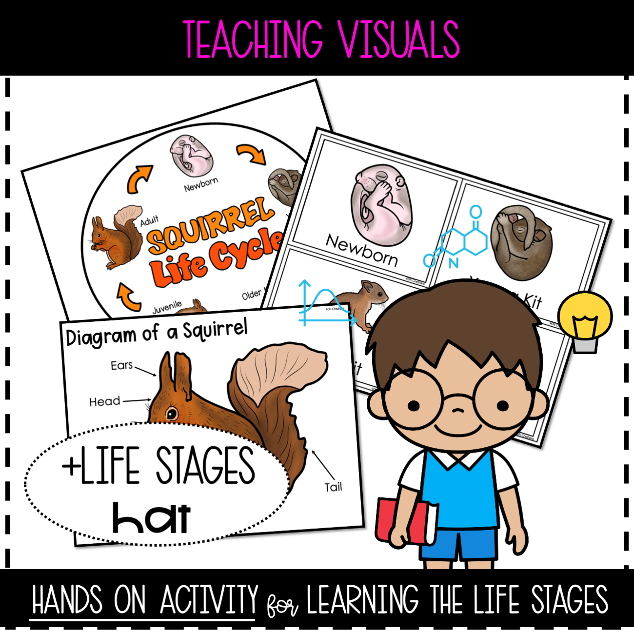 Send HOME Science Squirrel Life Cycle l All about Squirrels l Fall ...