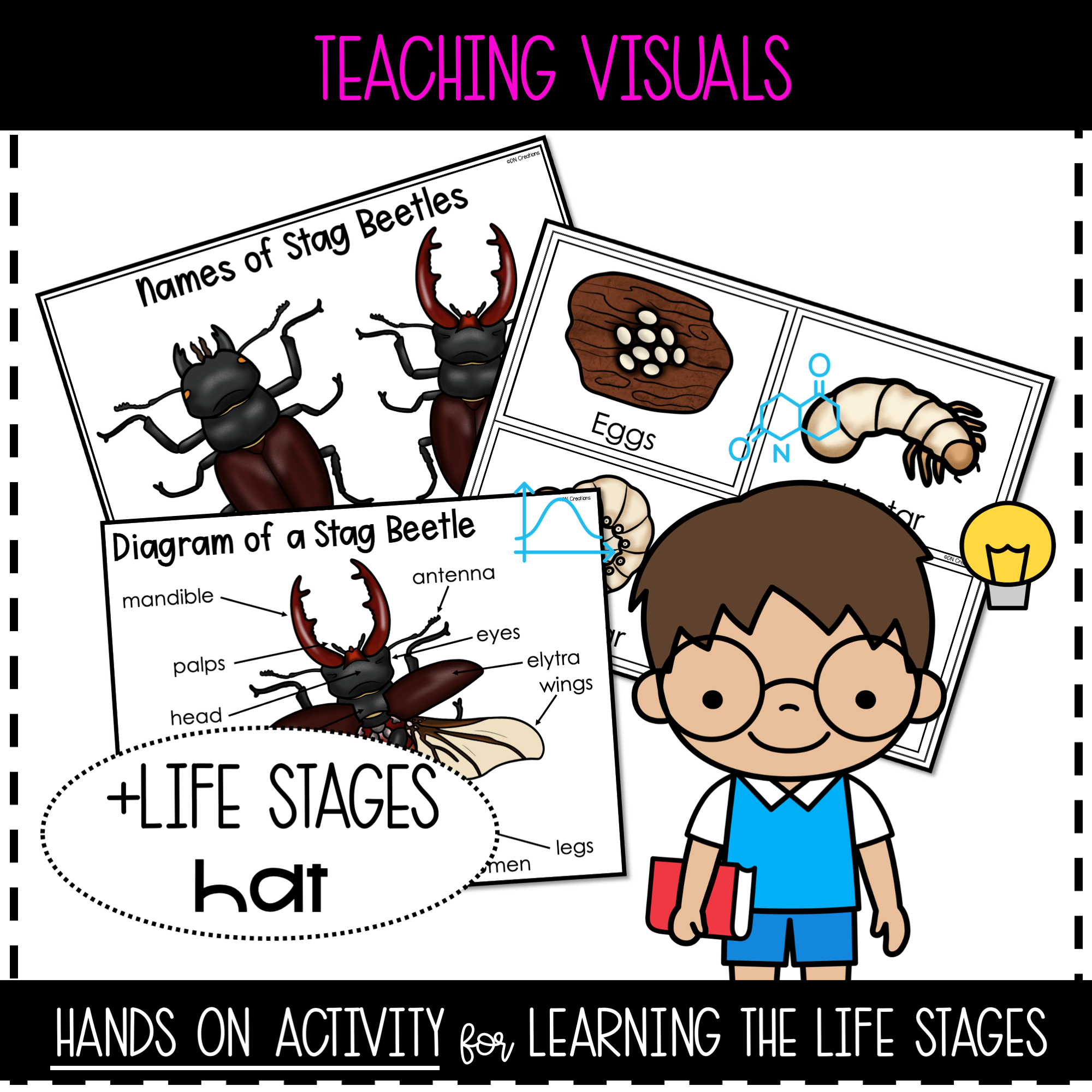 Send HOME Science STAG BEETLE Life Cycle l All about Stag beetles l ...