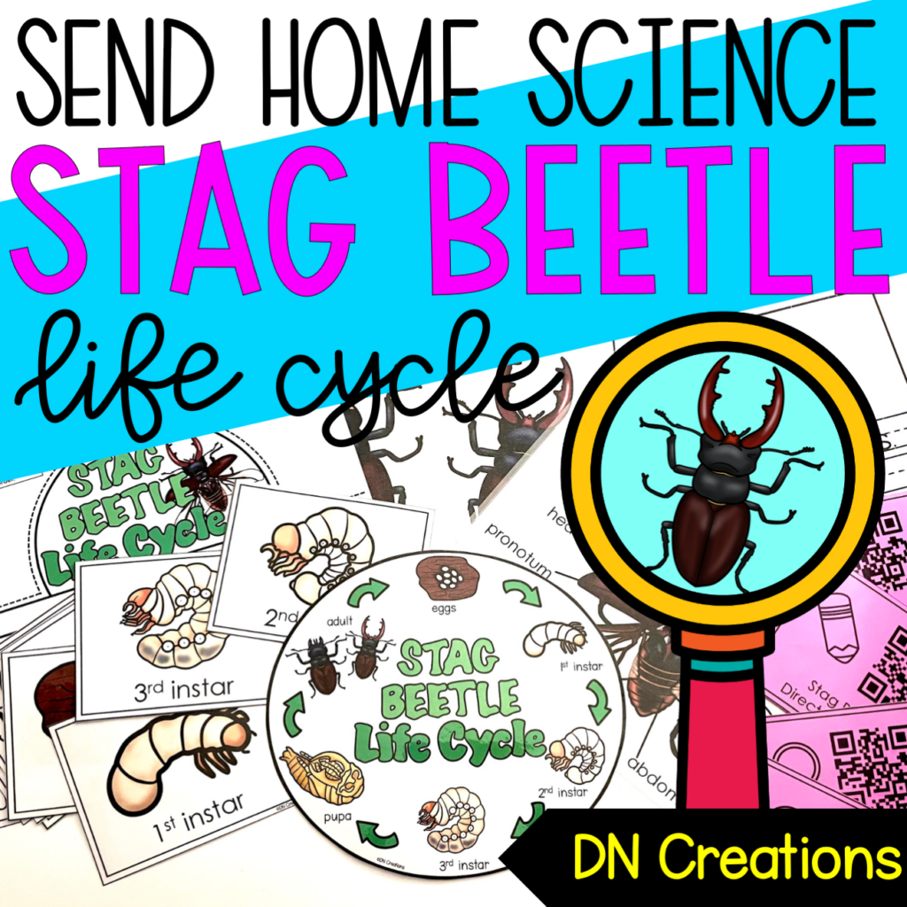 Send HOME Science STAG BEETLE Life Cycle l All about Stag beetles l ...