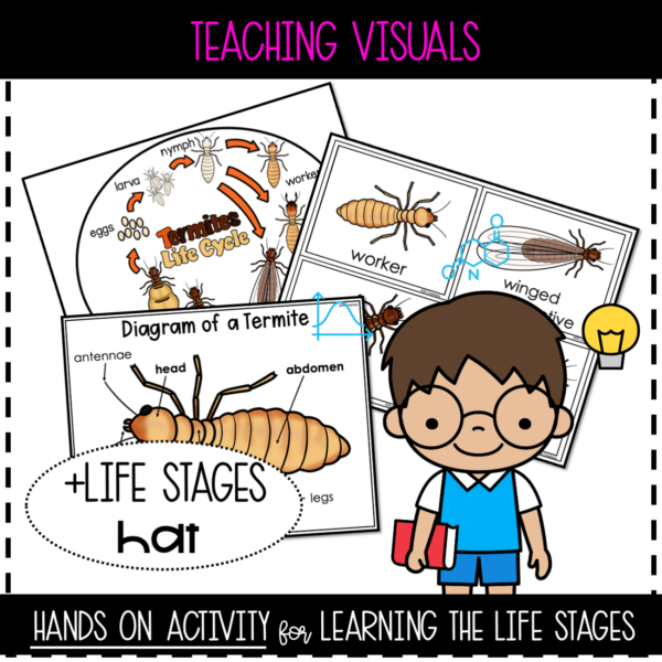 Send HOME Science Termites Life Cycle l All about Termites l Insect ...