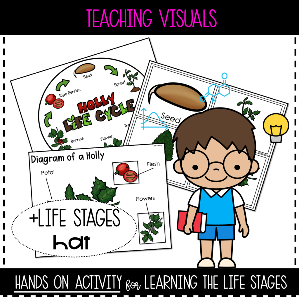 Send HOME Science Holly Life Cycle l All about Holly Plants l Plant ...