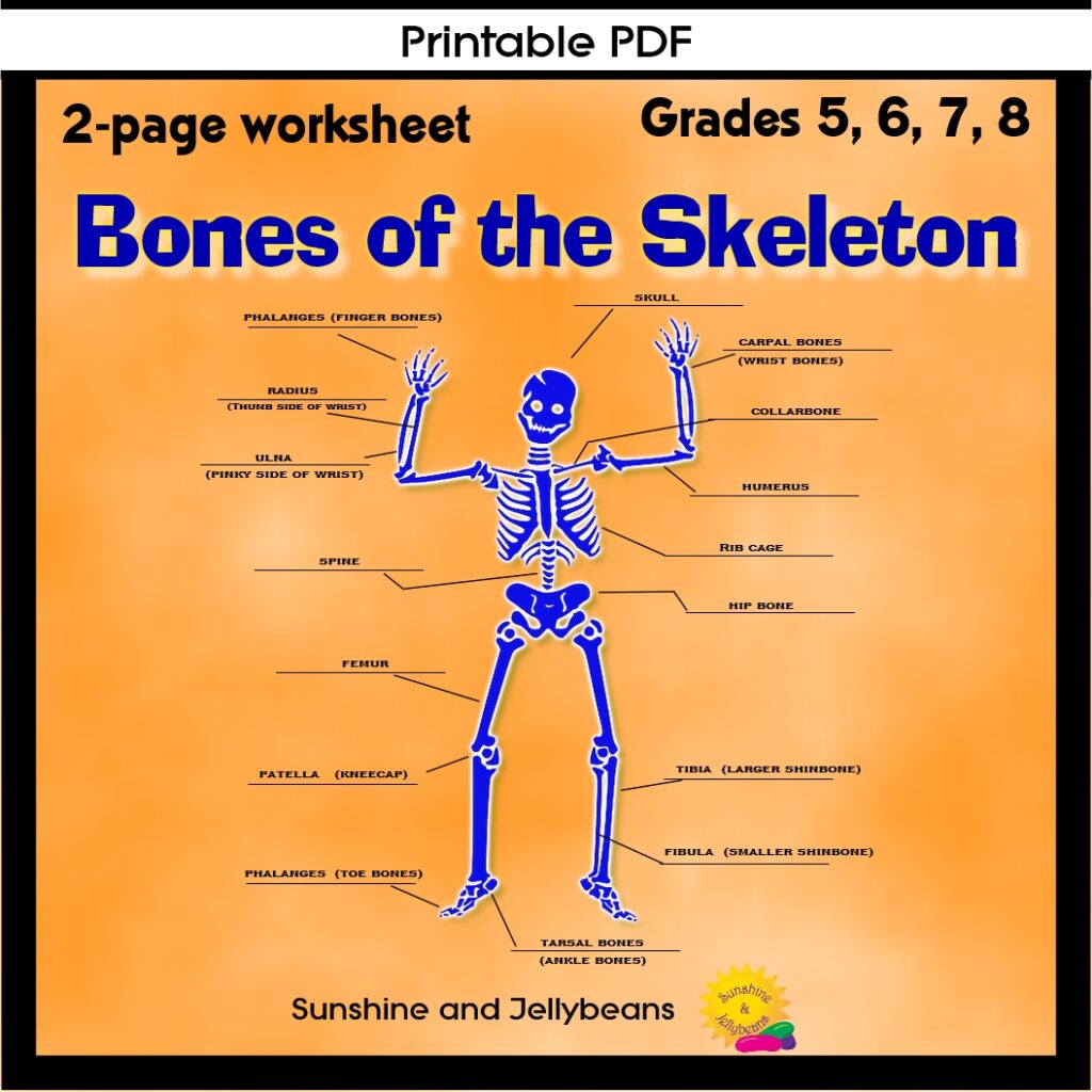Bones of the Skeleton - Learn the Names of Bones! - Grades 5-6-7-8 ...