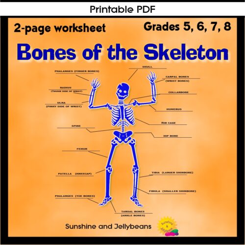 Bones of the Skeleton - Learn the Names of Bones! - Grades 5-6-7-8 ...