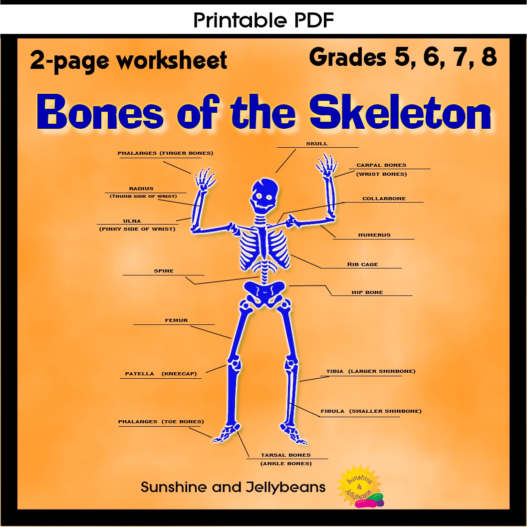 Skeletal System For Grade 4
