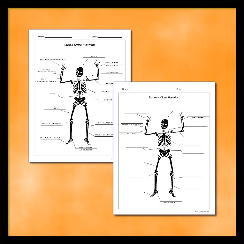 Bones of the Skeleton - Learn the Names of Bones! - Grades 5-6-7-8 ...