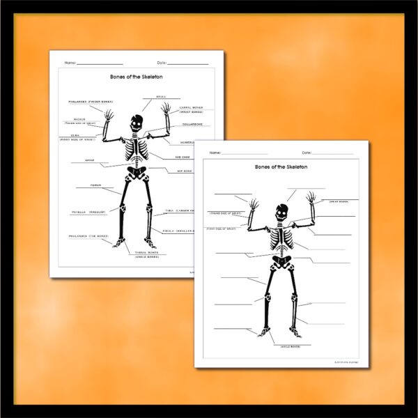 Bones of the Skeleton - Learn the Names of Bones! - Grades 5-6-7-8 ...