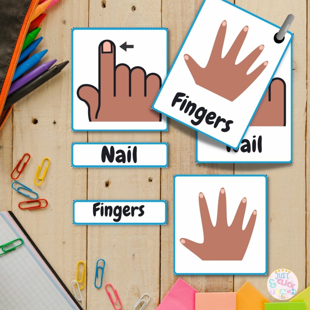 Beginner Nomenclature body parts cards 1 | Body parts flashcards| human ...