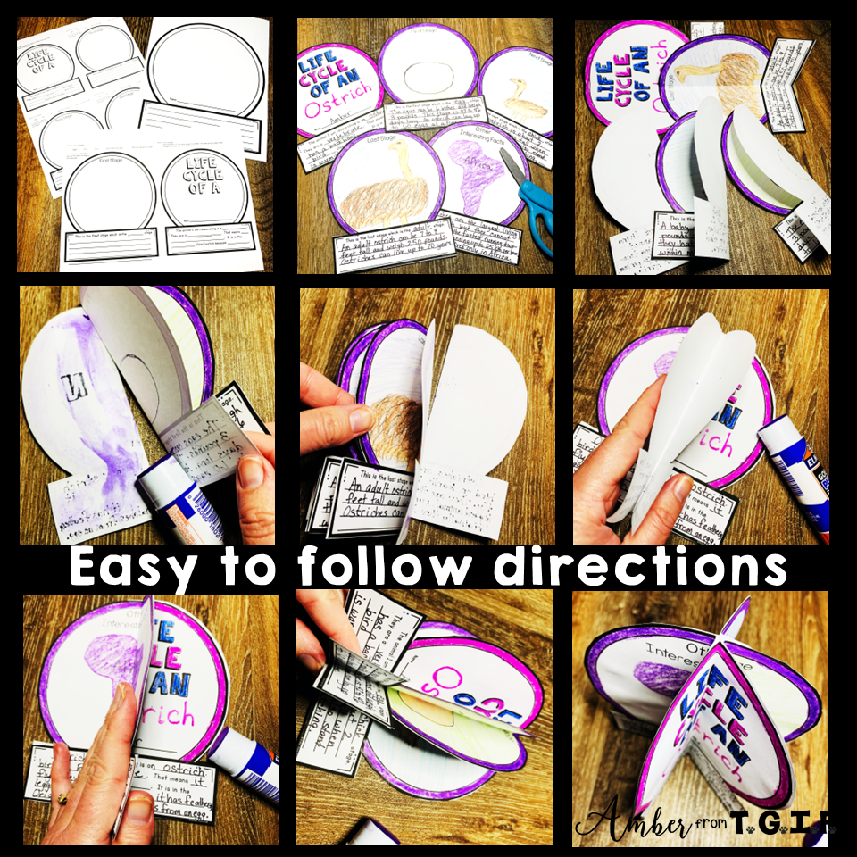 Animal Life Cycle Research Science Craft | Life Cycle of any animal ...