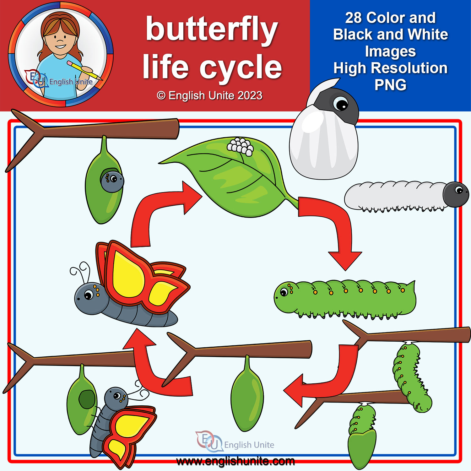 Clip Art - Butterfly Life Cycle | Made By Teachers
