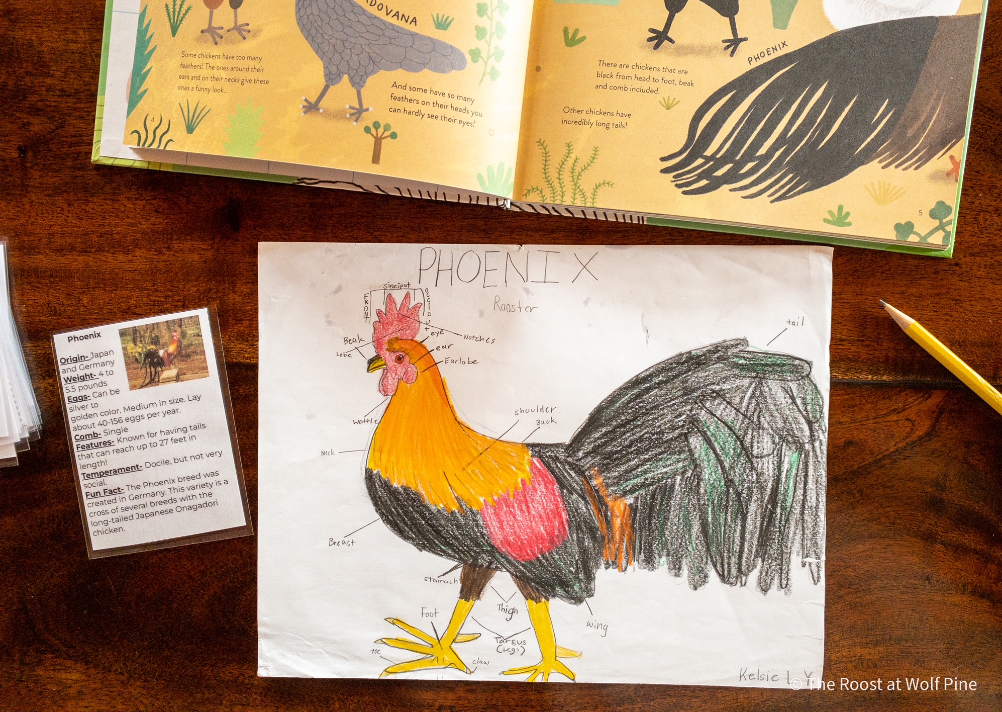 Chicken Unit Study, Backyard Chickens, Homeschool, Homeschool ...