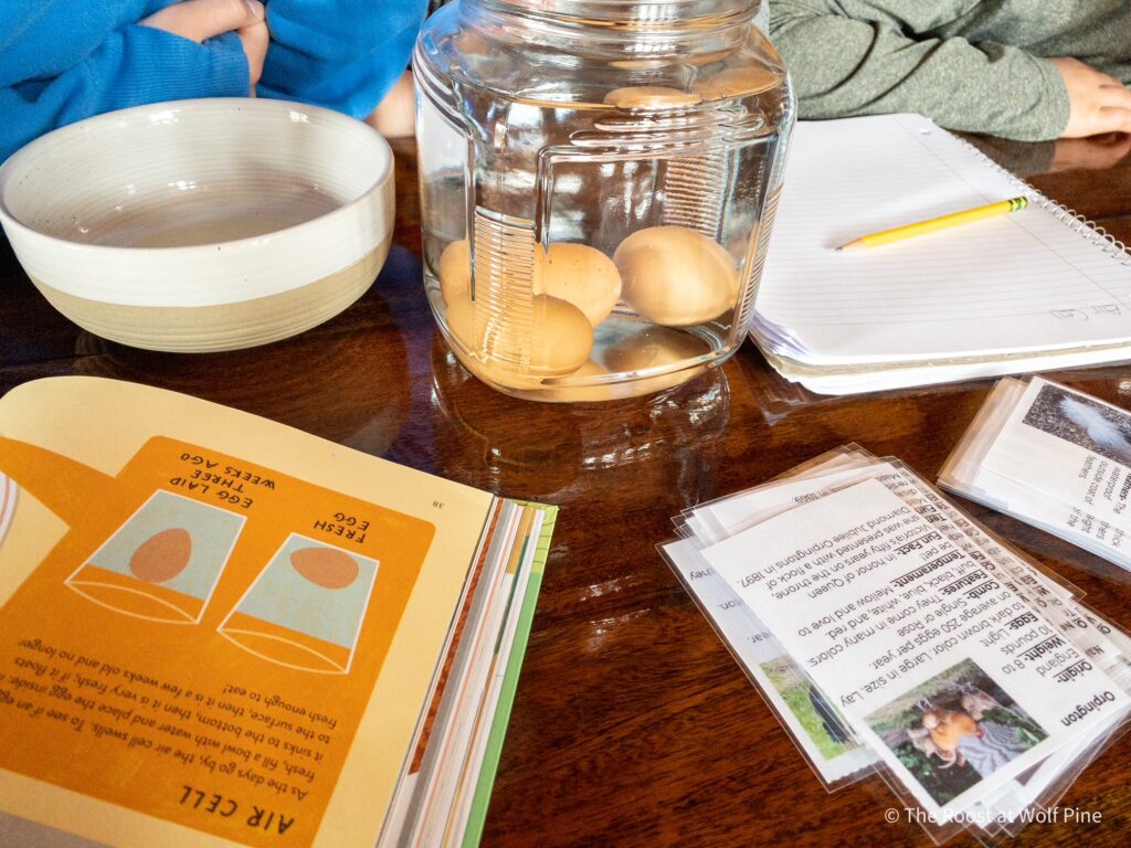 Chicken Unit Study, Backyard Chickens, Homeschool, Homeschool ...
