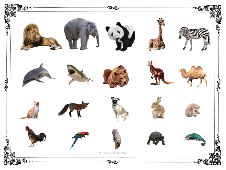 Devinettes - Les animaux | Made By Teachers