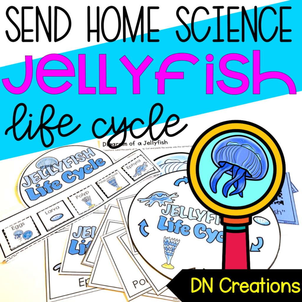 Send HOME Science Jellyfish Life Cycle l All about Jellyfish l ...