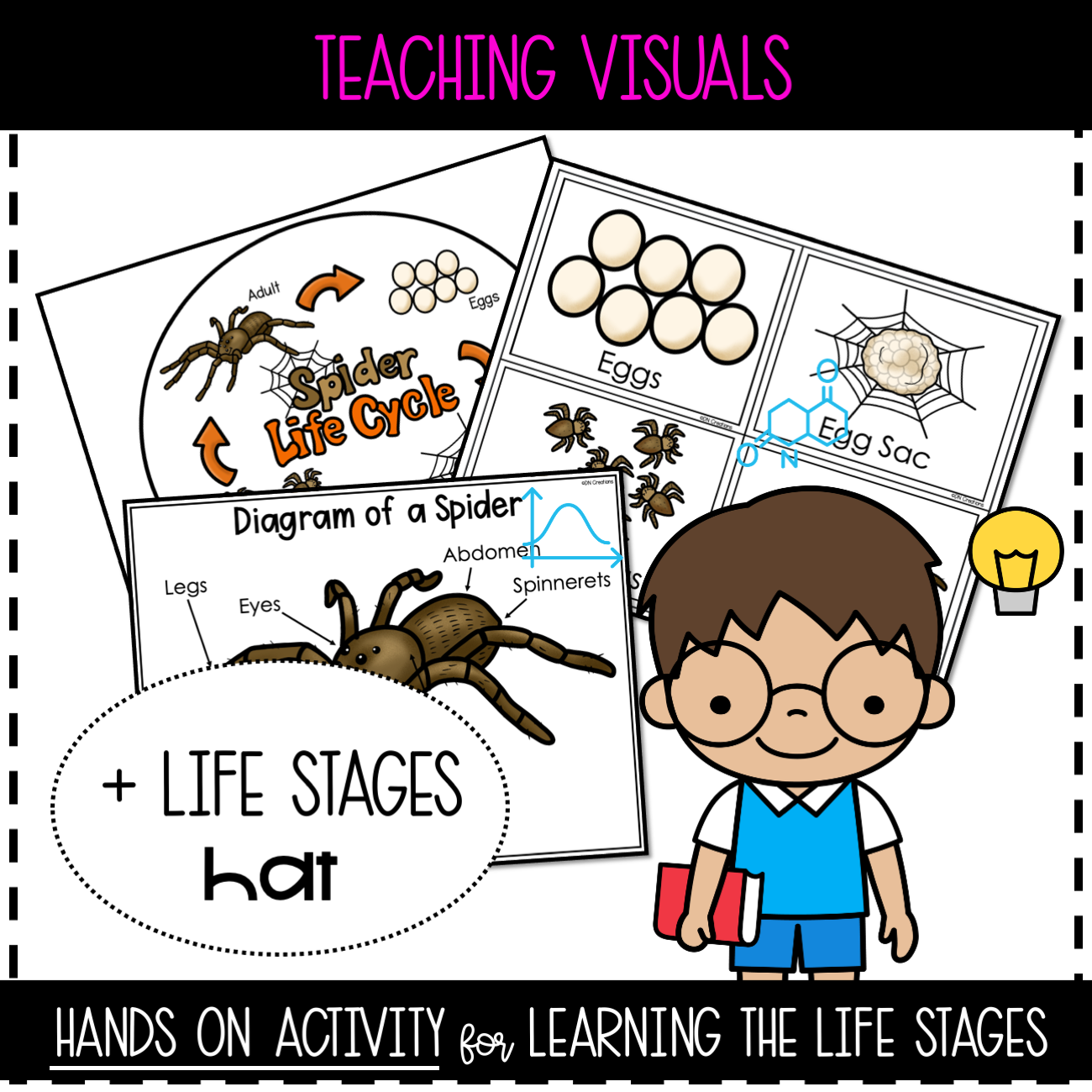 Send HOME Science Spider Life Cycle l Spider Worksheets l Halloween ...