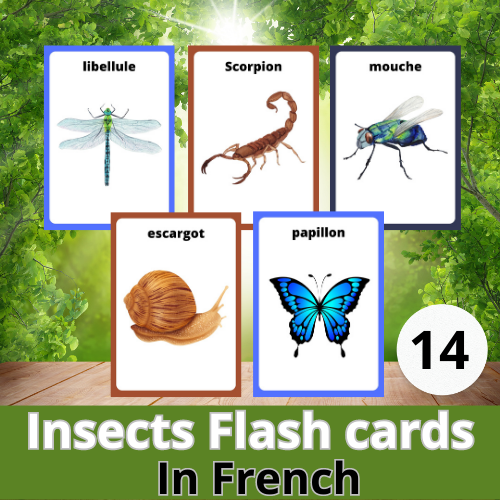 Insects Pictures For Kids