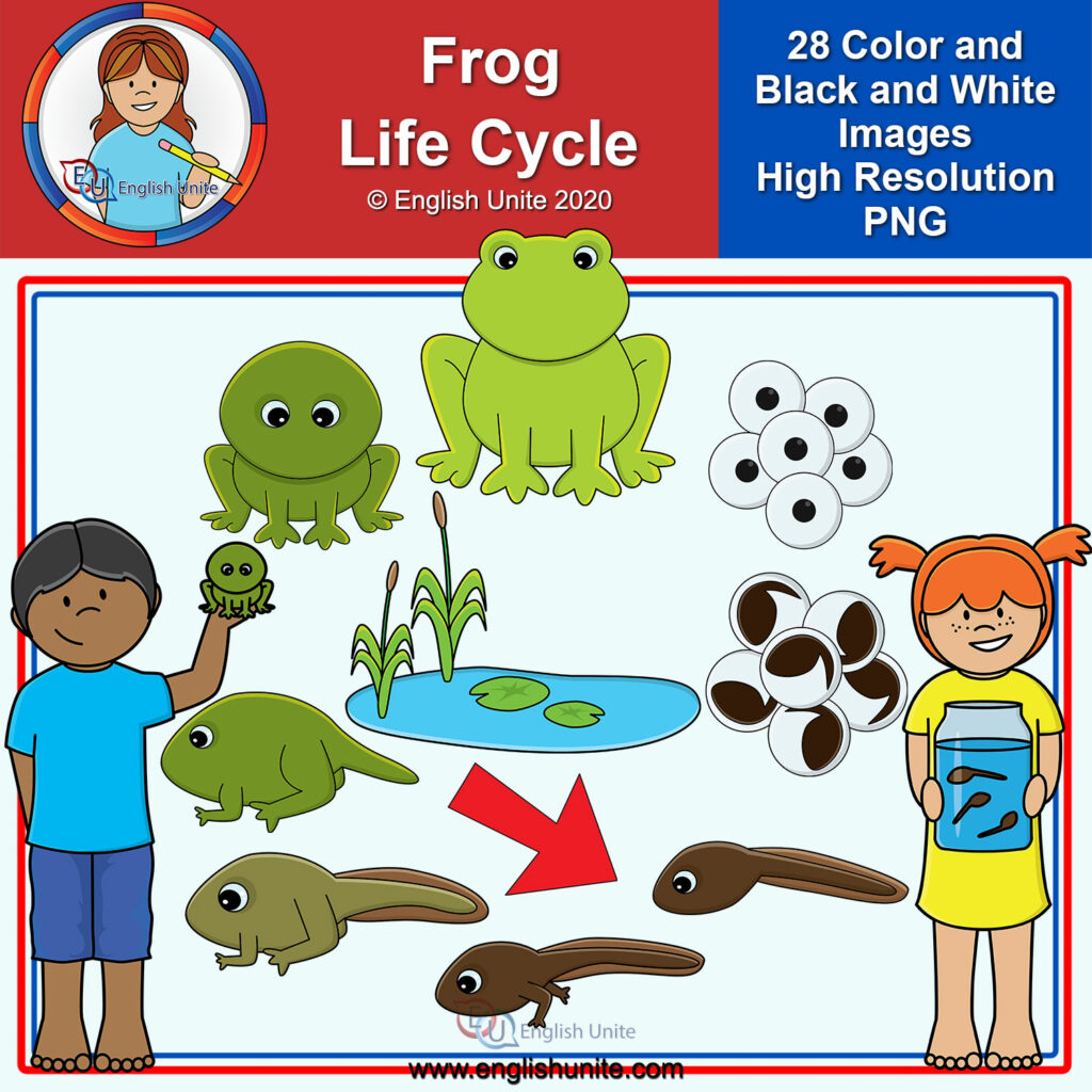Clip Art - Frog Life Cycle | Made By Teachers