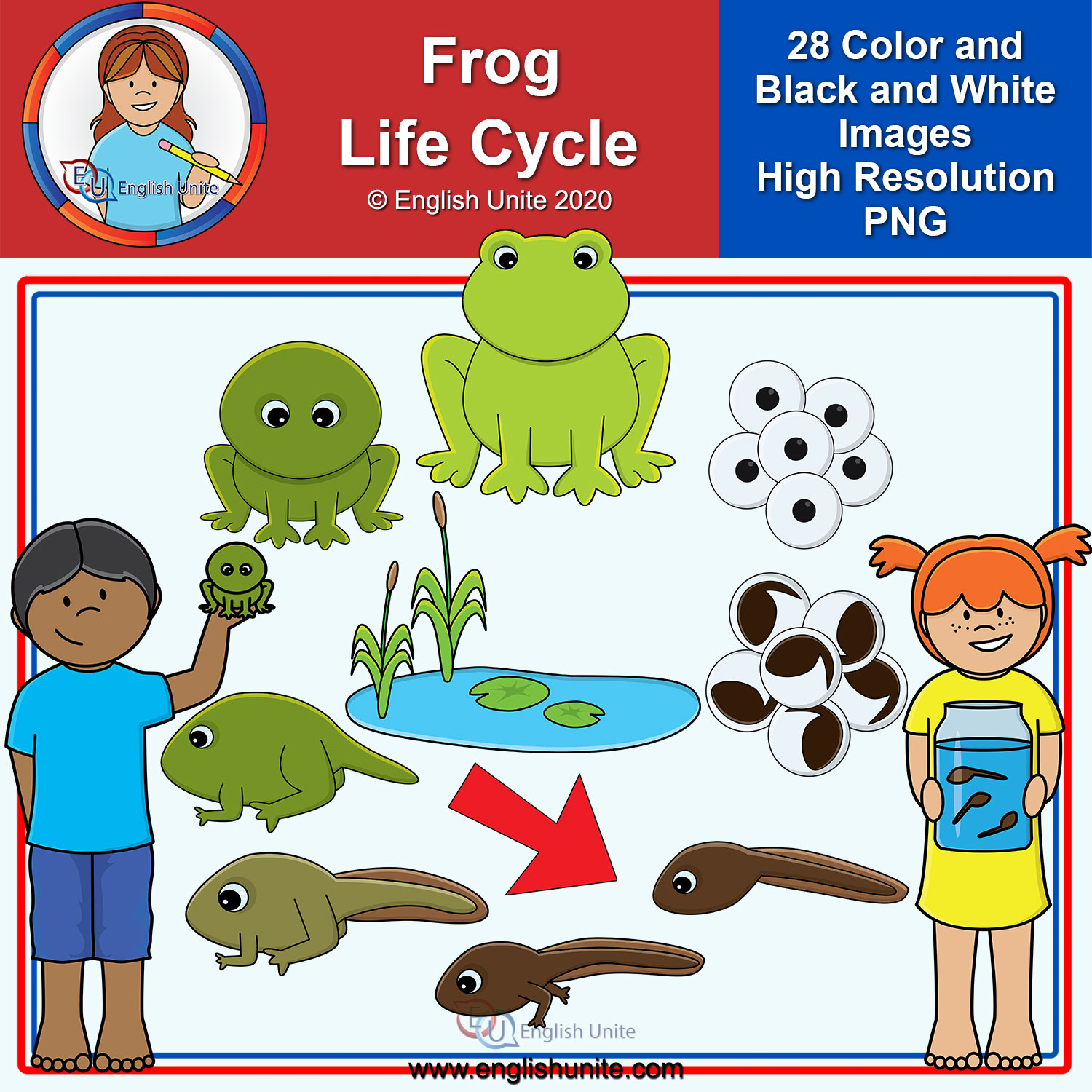 Clip Art - Frog Life Cycle | Made By Teachers